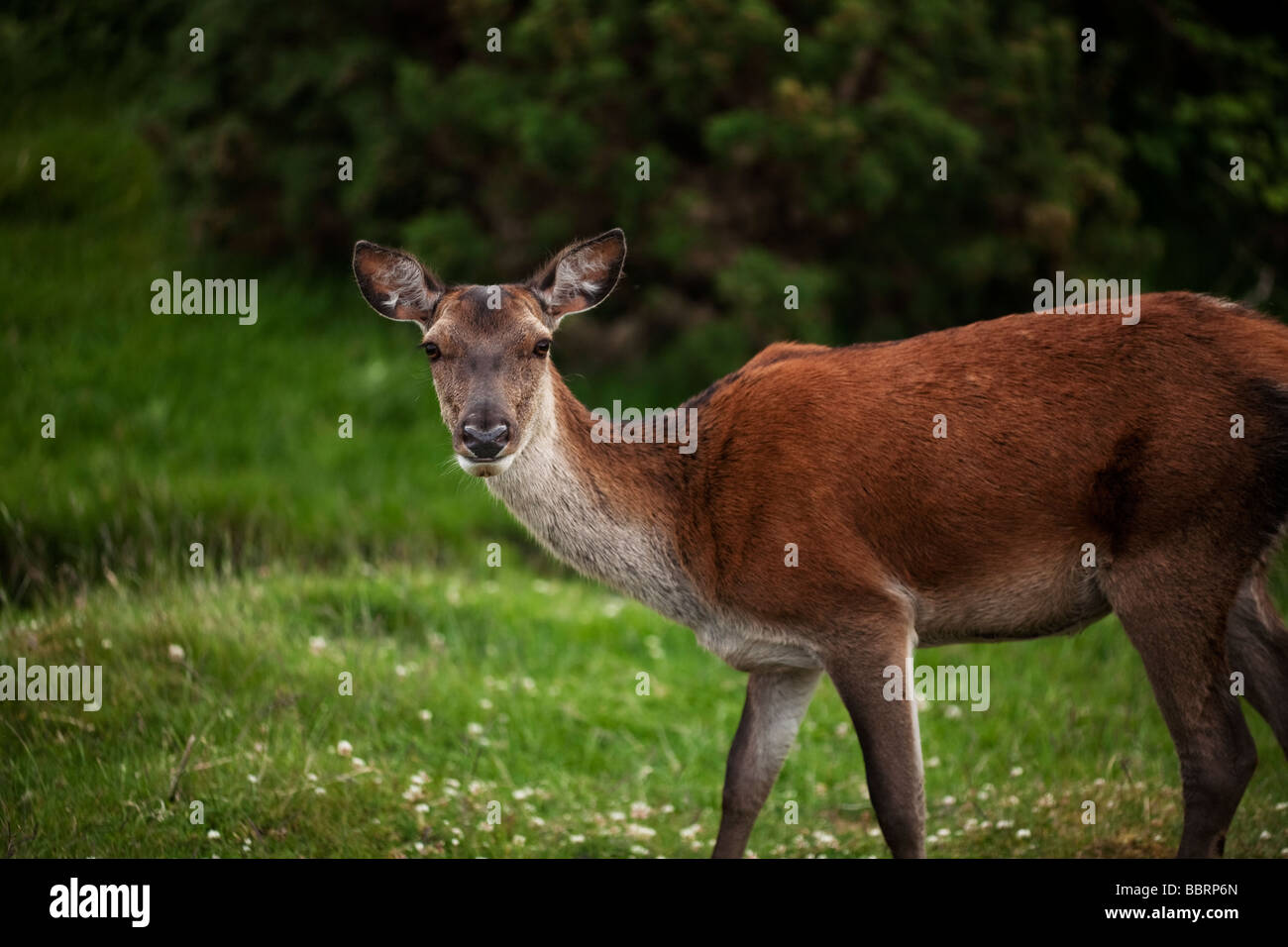 Oeil de cerf Banque de photographies et d’images à haute résolution - Alamy