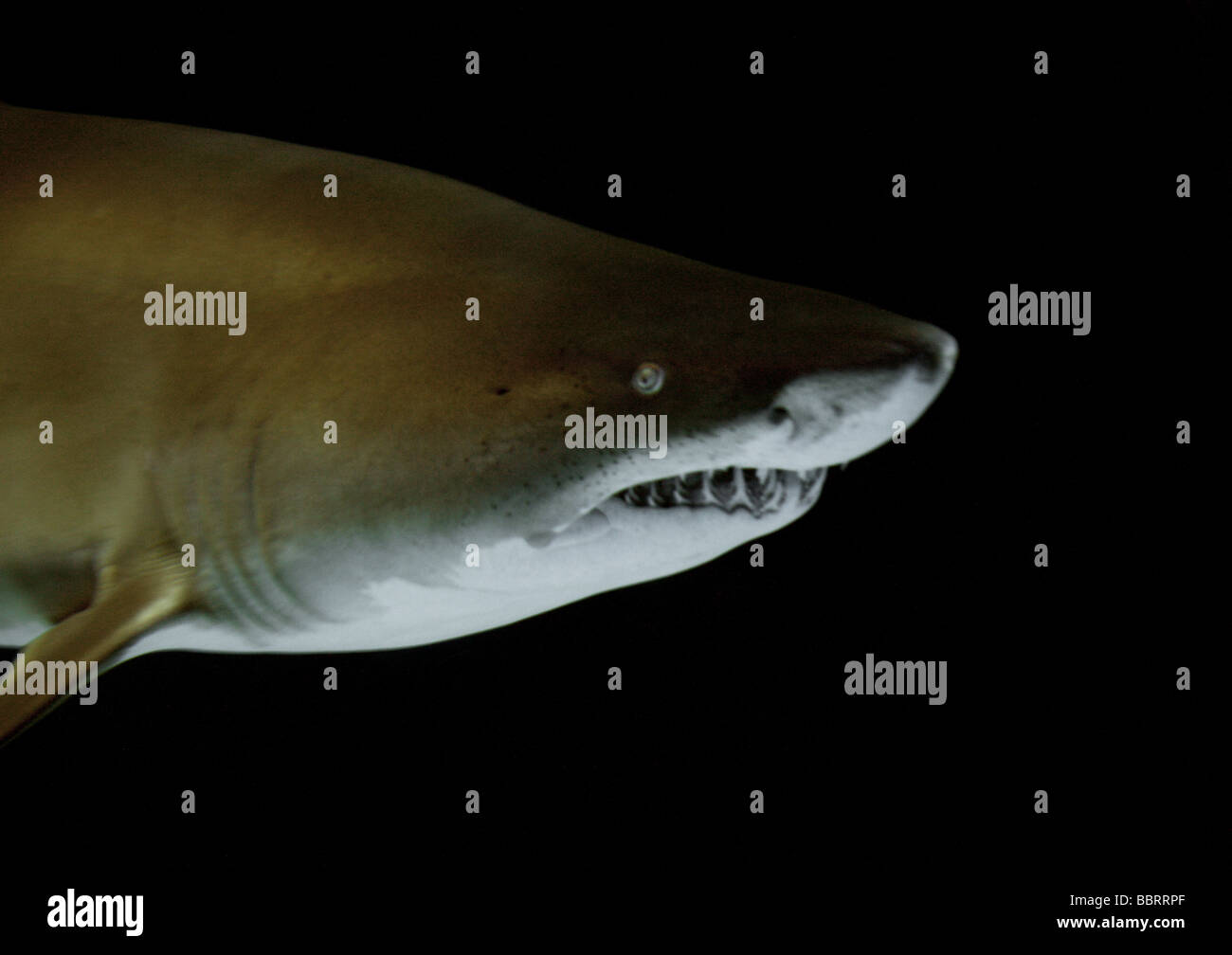 Tigre dent de sable Banque de photographies et d’images à haute ...