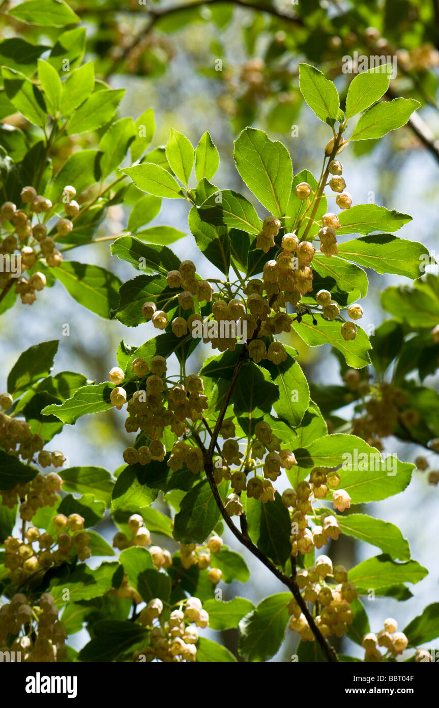 Enkianthus campanulatus red bells Banque de photographies et d’images à ...