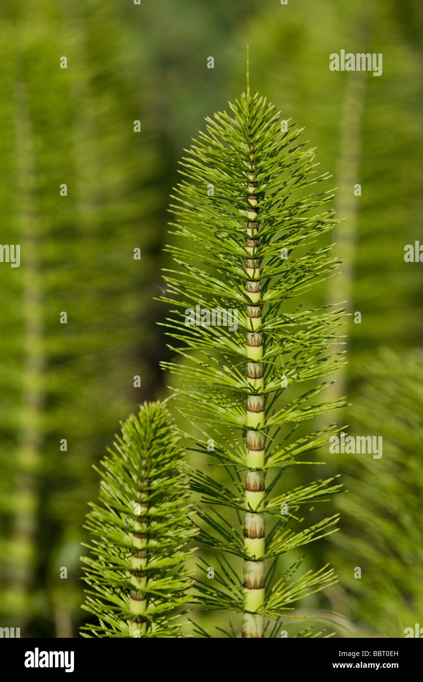 Equisetum telmateia Banque de photographies et d’images à haute ...