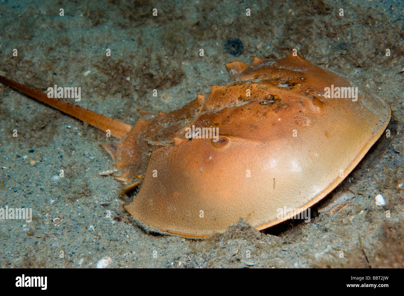 Horseshoe crab florida Banque de photographies et d’images à haute ...