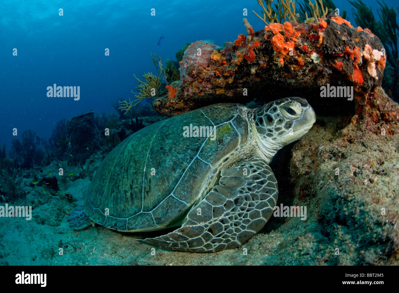 Tortue verte de l'atlantique chelonia mydas Banque de photographies et ...