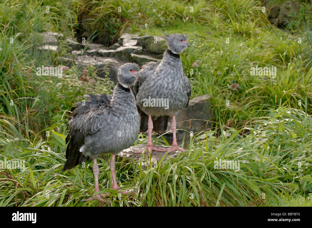 Chauna torquata Banque de photographies et d’images à haute résolution ...