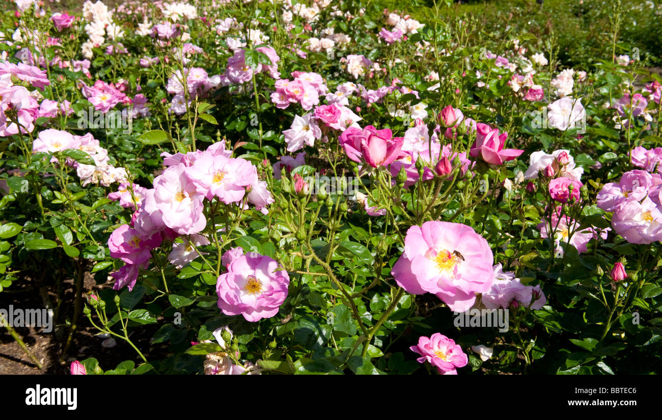 Escapade rosa Banque de photographies et d’images à haute résolution ...