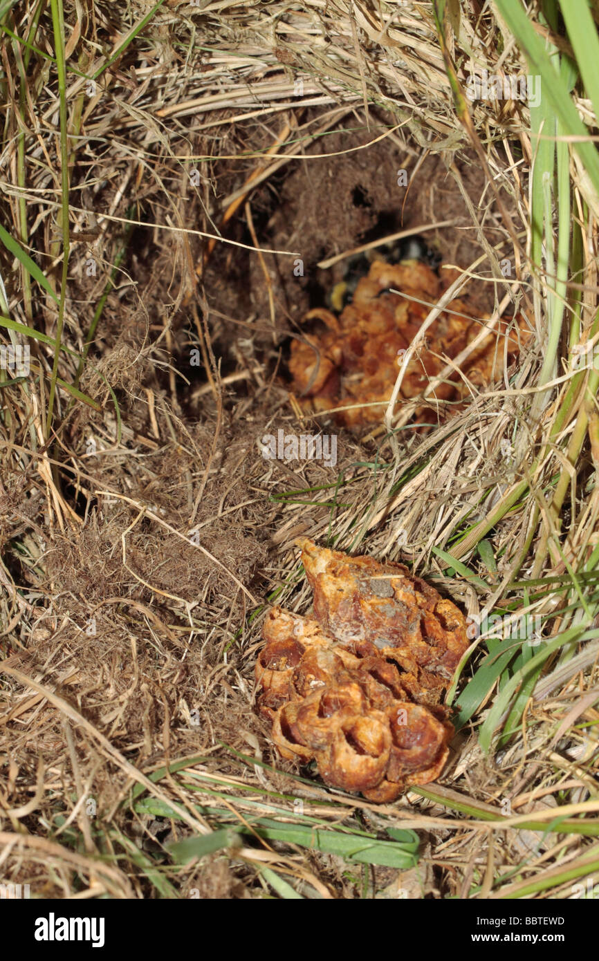 Nid de bourdon Banque de photographies et d’images à haute résolution ...