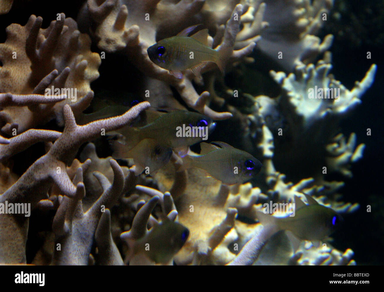 Apogon leptacanthus Banque de photographies et d’images à haute ...