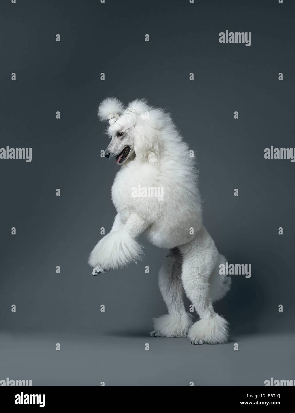 Poodle side view Banque de photographies et d’images à haute résolution ...