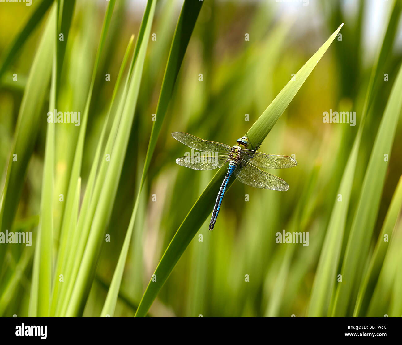 Libellule au corps large Banque de photographies et d’images à haute résolution - Alamy