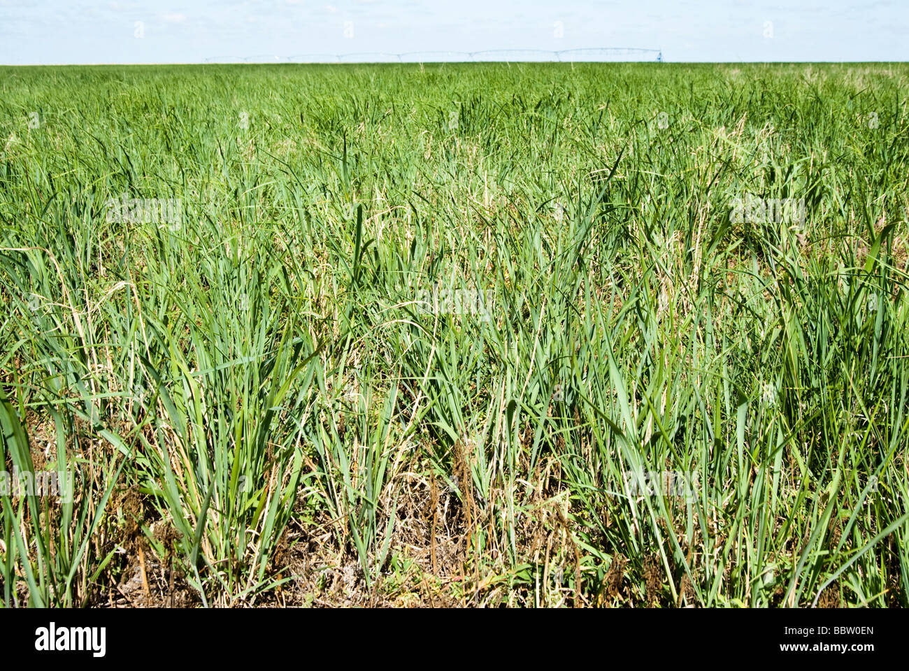 Panic raide Banque de photographies et d’images à haute résolution - Alamy
