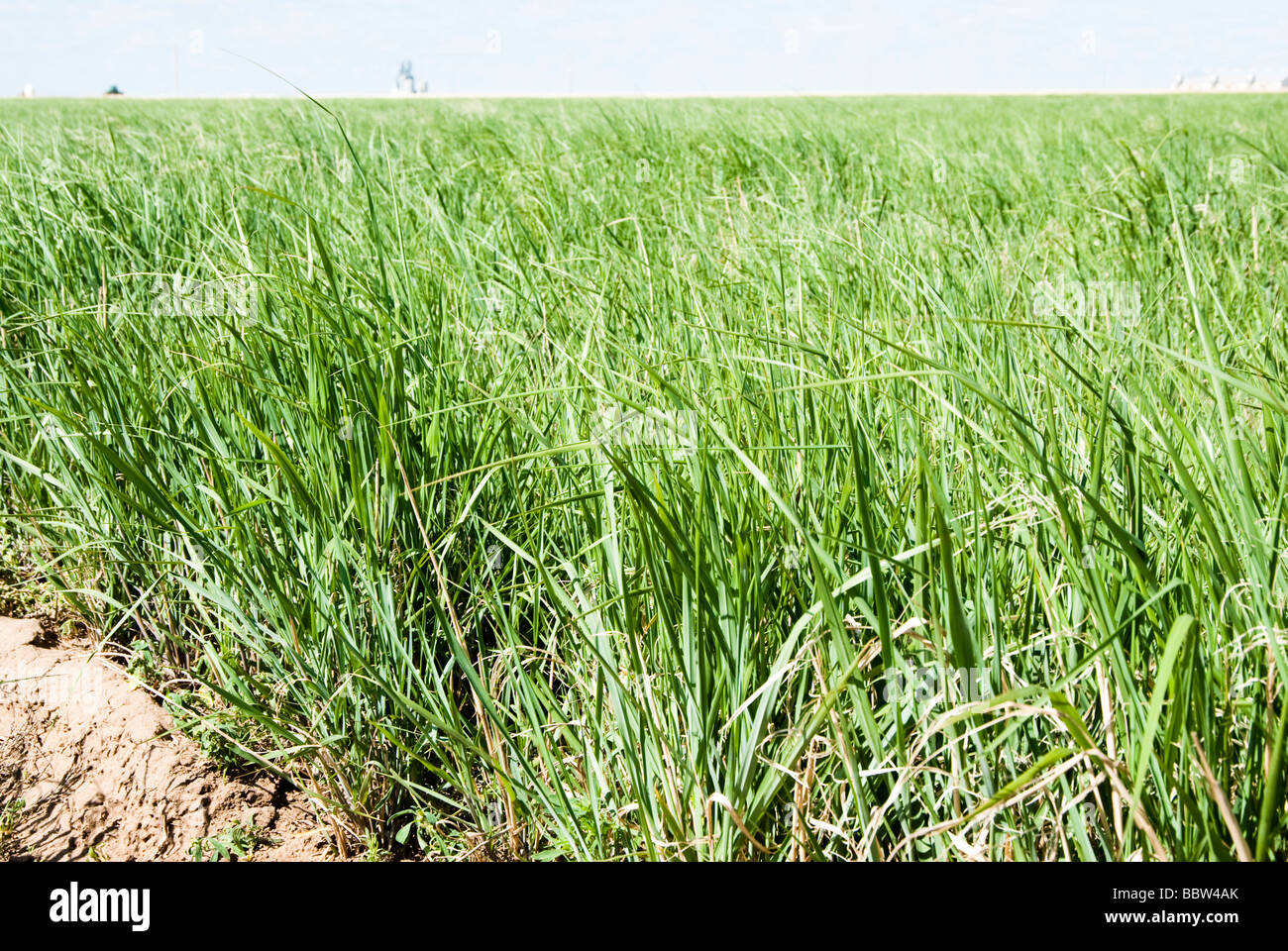 Panic raide Banque de photographies et d’images à haute résolution - Alamy