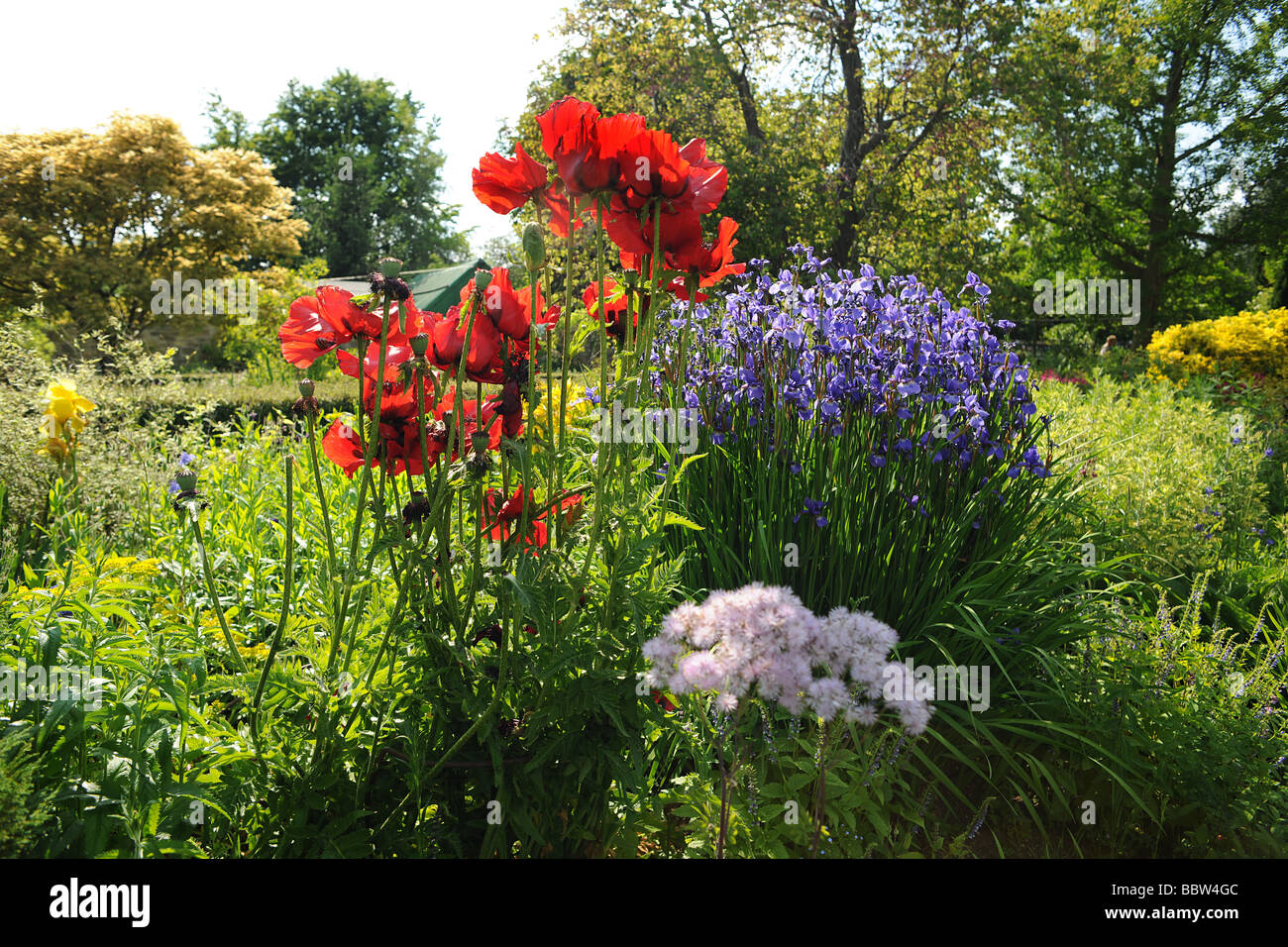 Iris et coquelicots dans un jardin typiquement anglais, à l'East ...