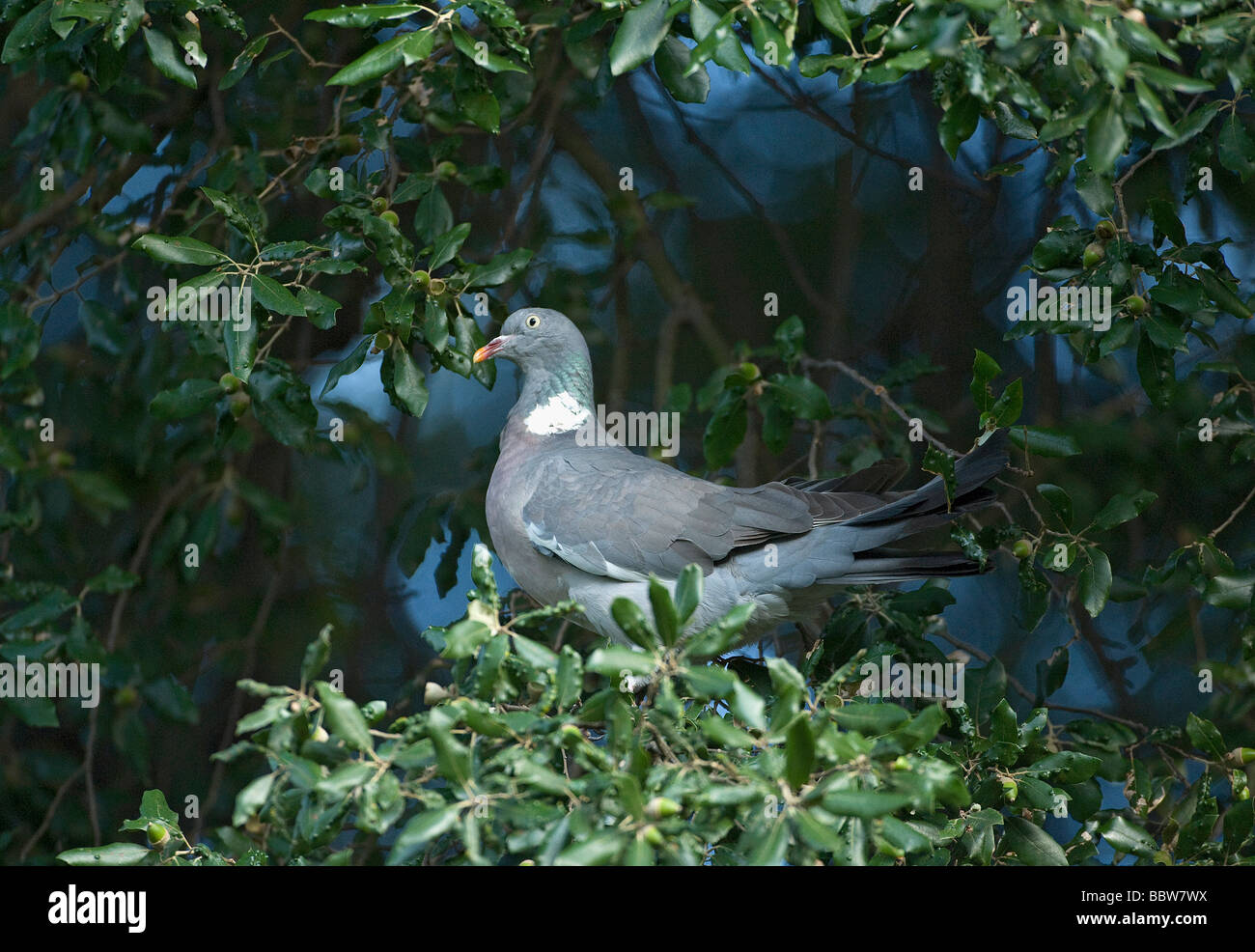 Pigeon ramier Columba palumbus au chêne vert Photo Stock - Alamy