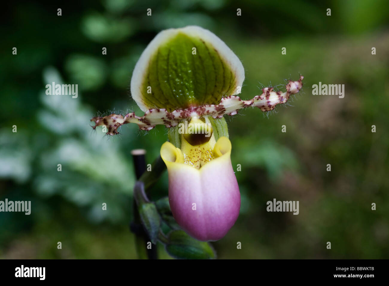Paphiopedilum pinocchio Banque de photographies et d’images à haute ...