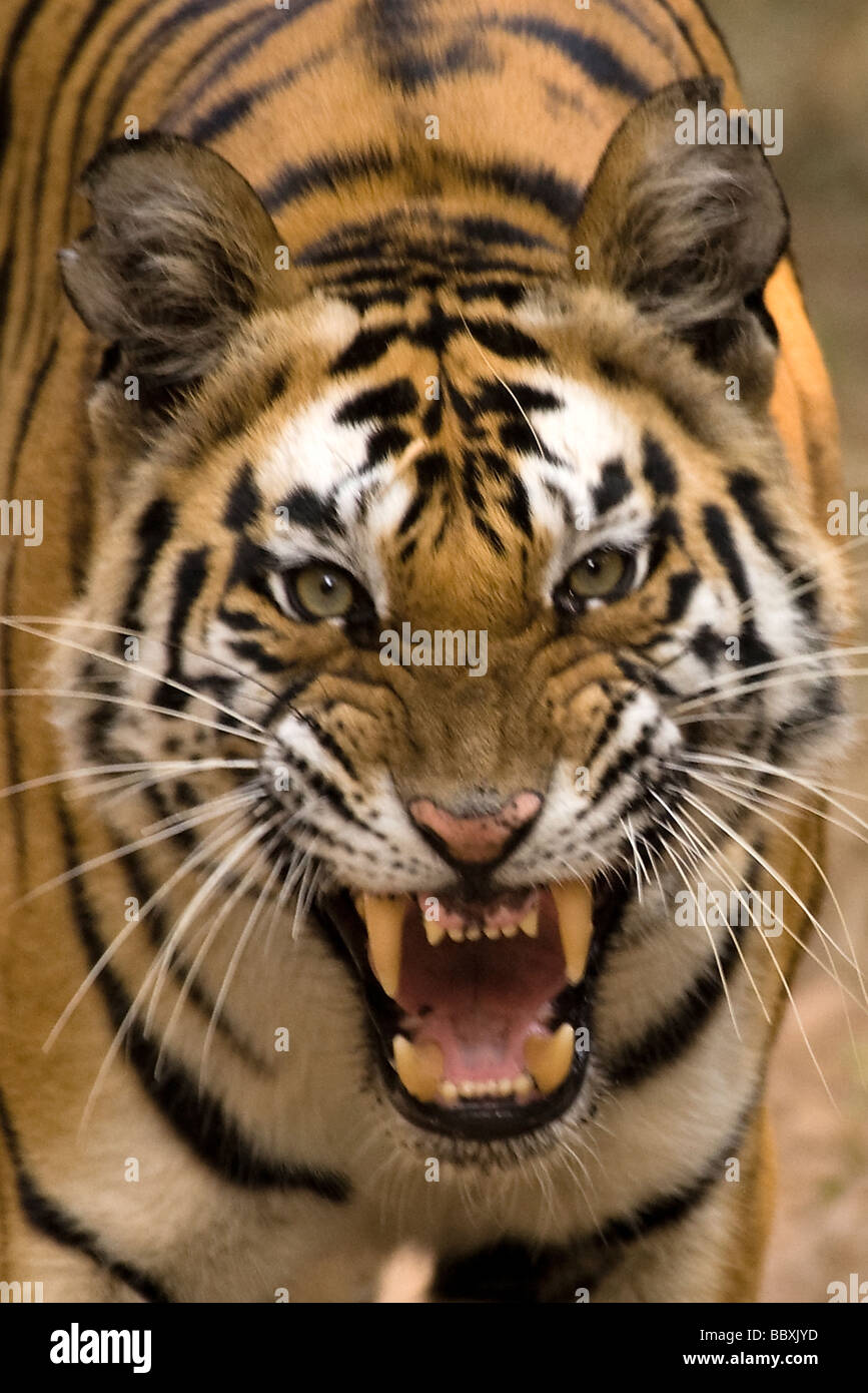 Tigre en colère Banque de photographies et d’images à haute résolution ...