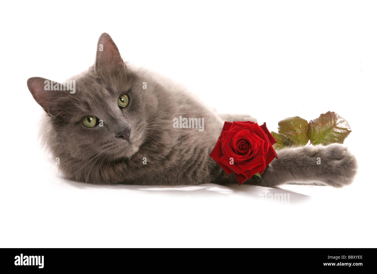 Chat et rose Banque de photographies et d’images à haute résolution - Alamy