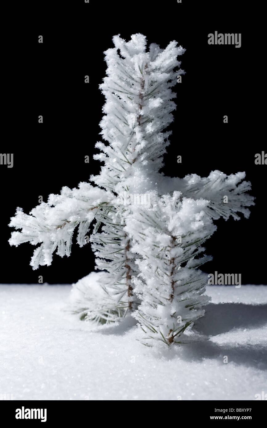 Sapin neige Banque de photographies et d’images à haute résolution - Alamy