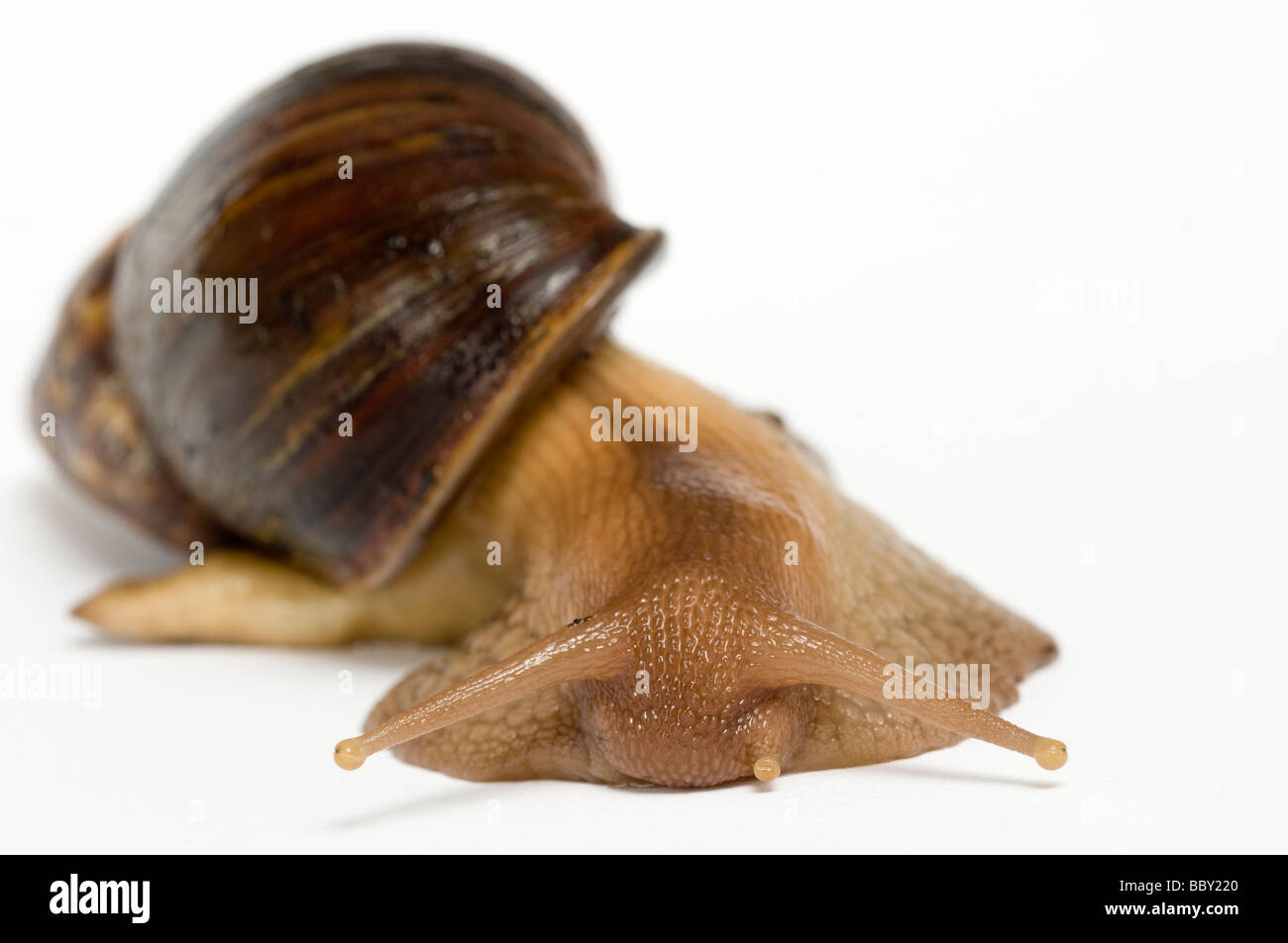 Escargots géants africains Banque de photographies et d’images à haute ...