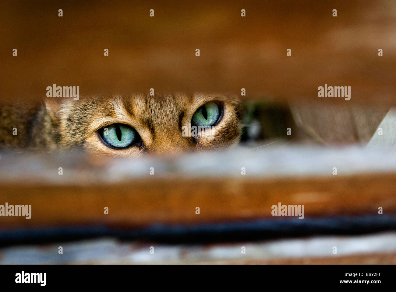 Chat abyssin Banque de photographies et d’images à haute résolution - Alamy
