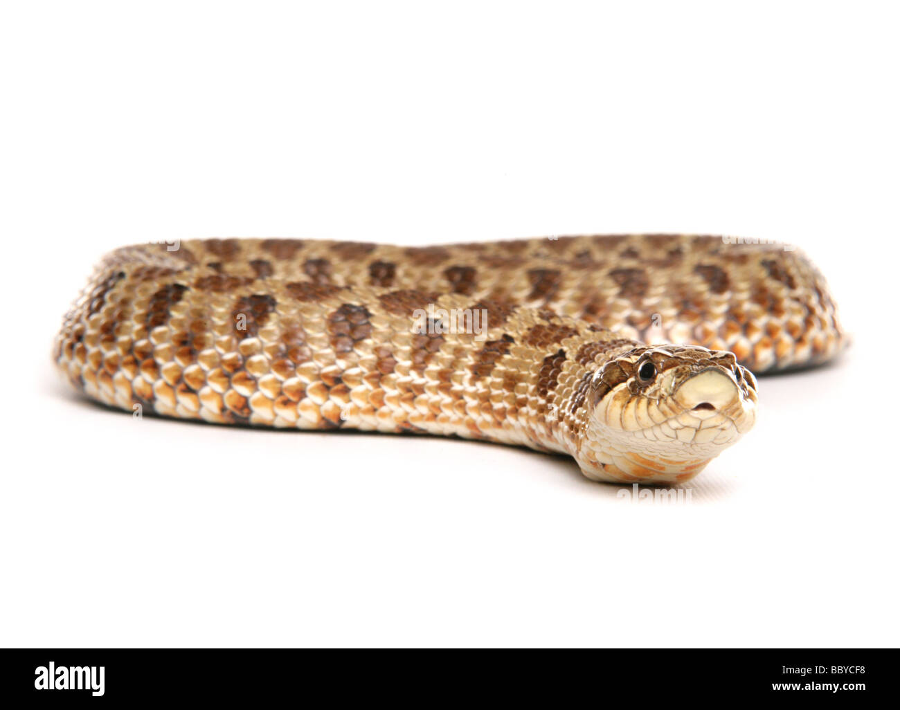 Western Hog Couleuvre à nez plat (Heterodon nasicus Portrait dans un ...