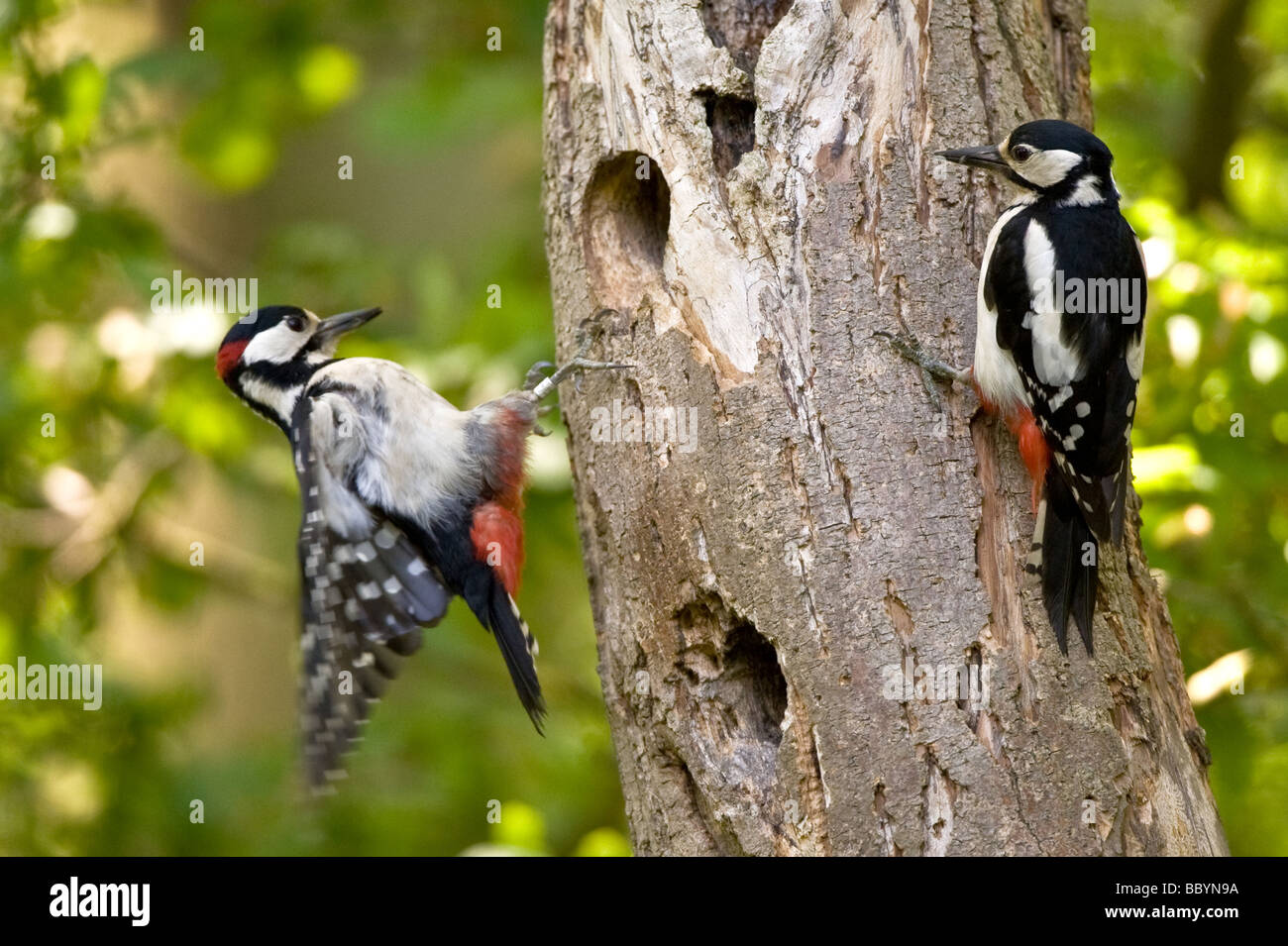 Woodpeckers of britain Banque de photographies et d’images à haute ...
