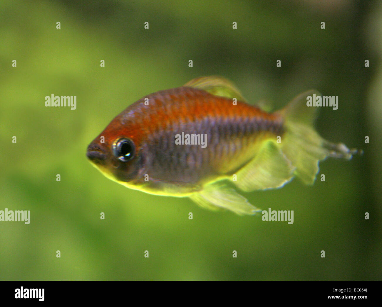 Poissons de rivière congo Banque de photographies et d’images à haute ...