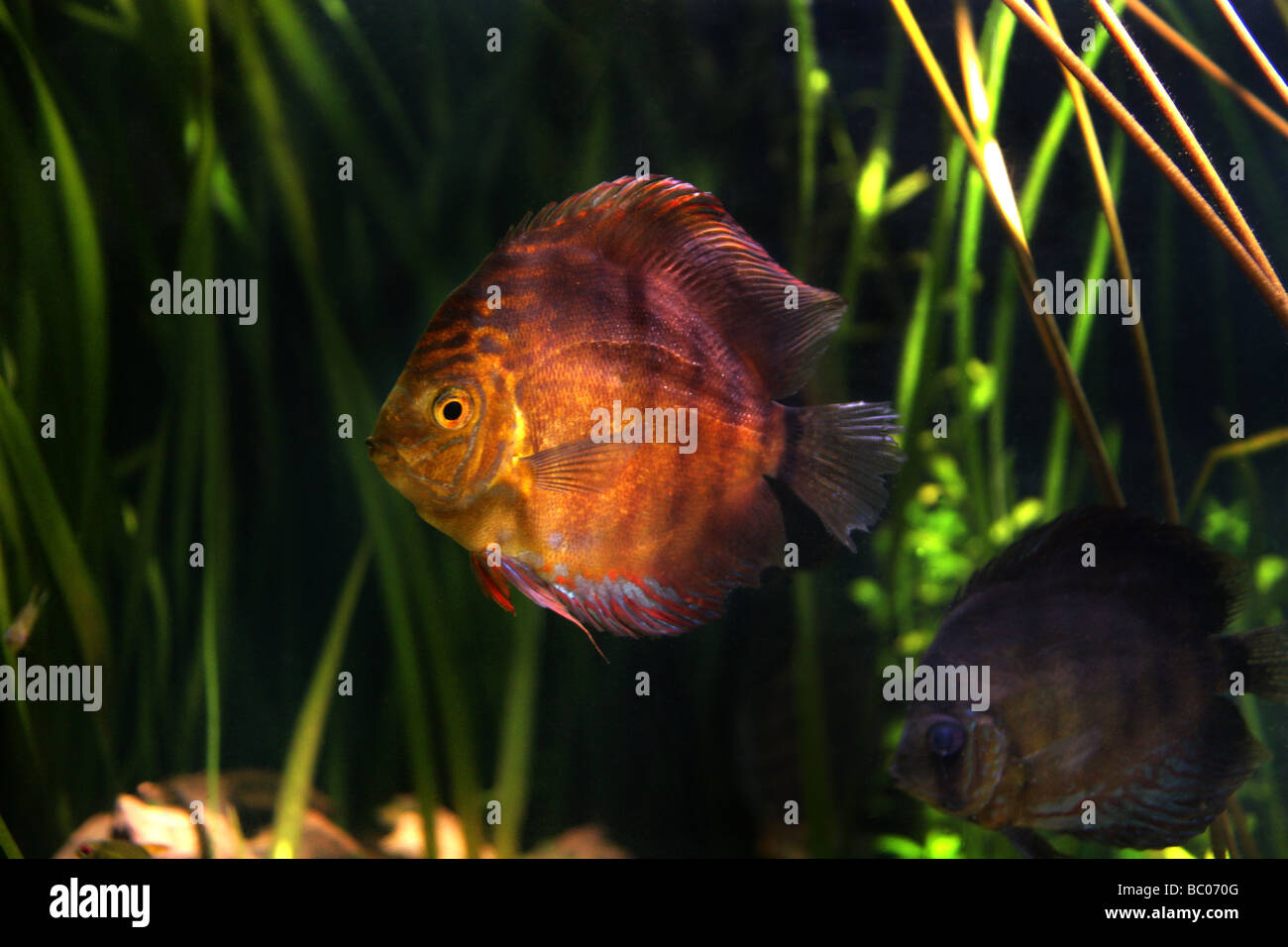 Discus symphysodon discus discus Banque de photographies et d’images à ...