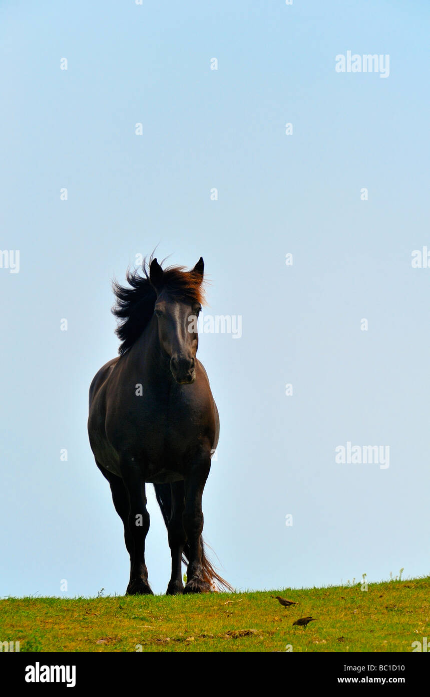 Cheval noir Banque de photographies et d’images à haute résolution - Alamy