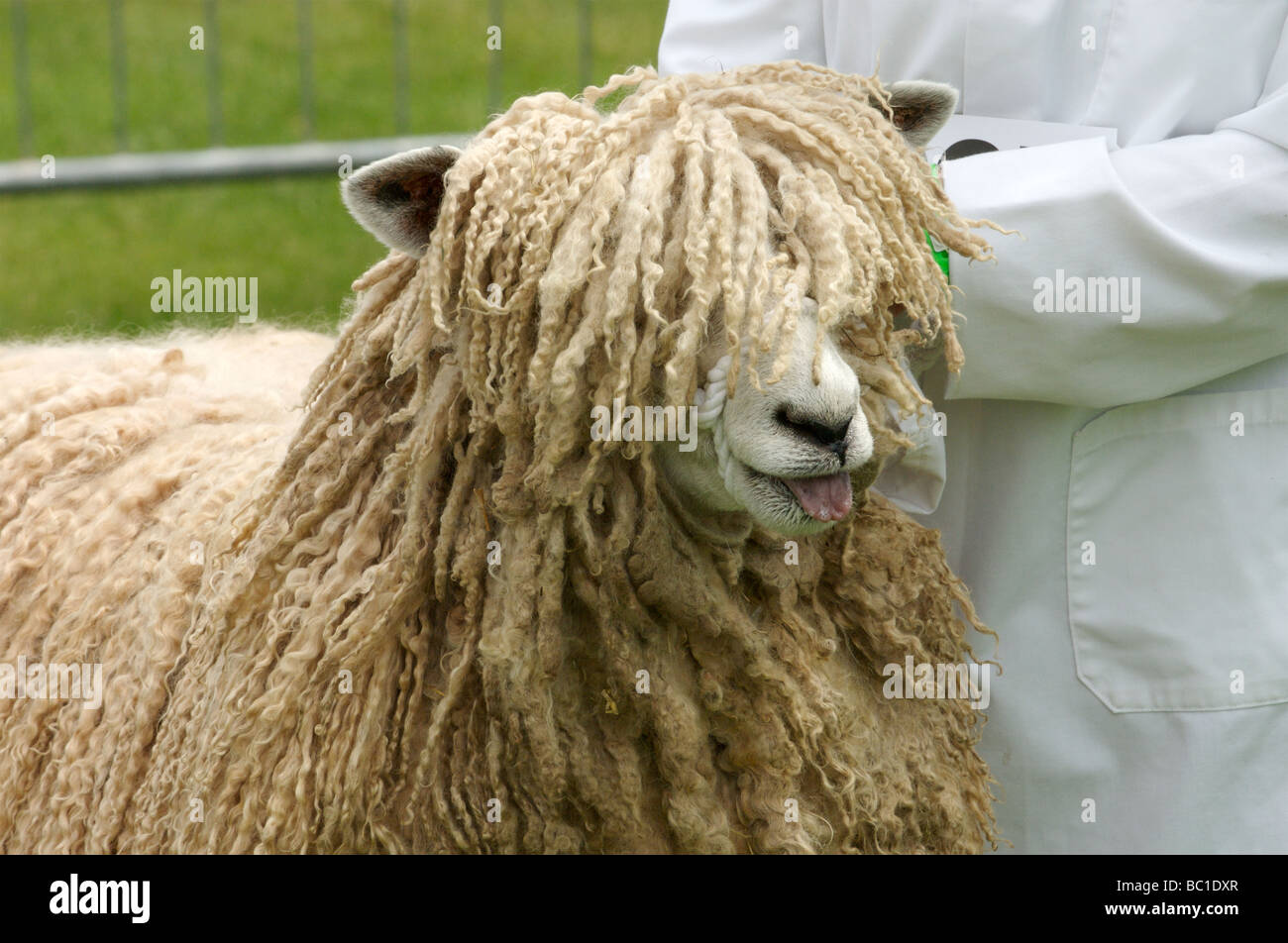 Trois chèvres angora Banque de photographies et d’images à haute ...
