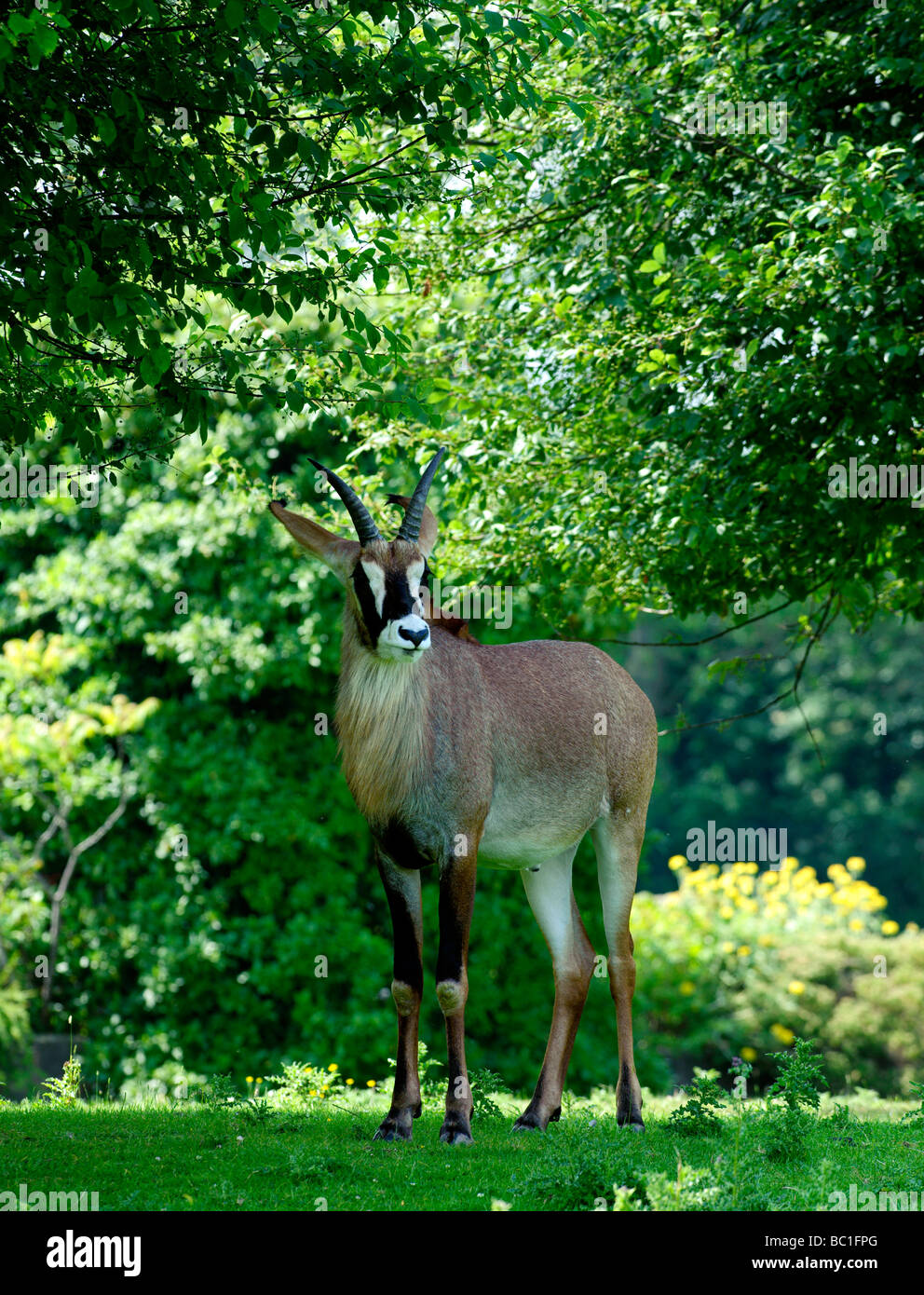 Grande antilope africaine Banque de photographies et d’images à haute ...
