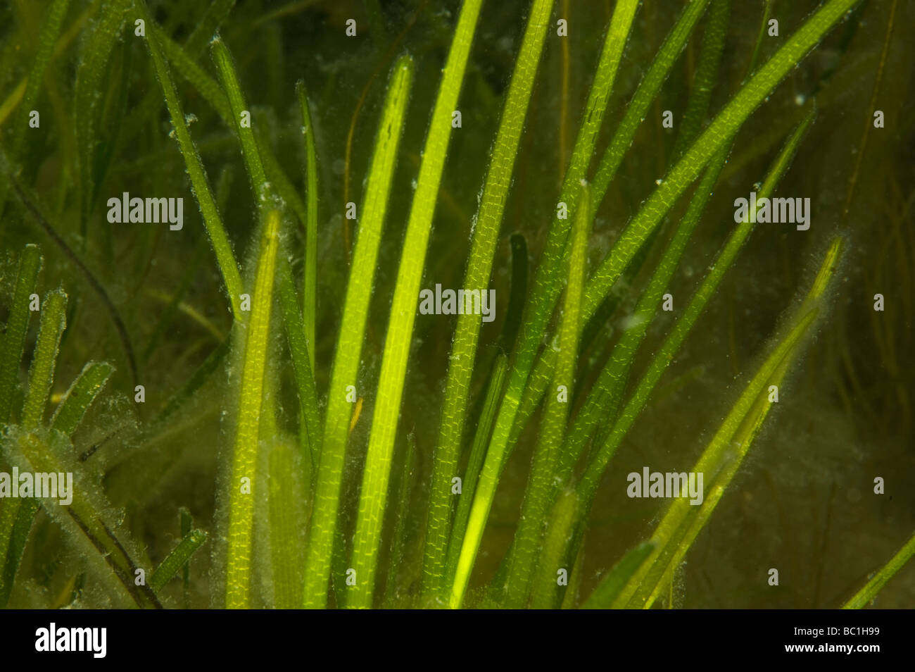 Zostera marina Banque de photographies et d’images à haute résolution ...