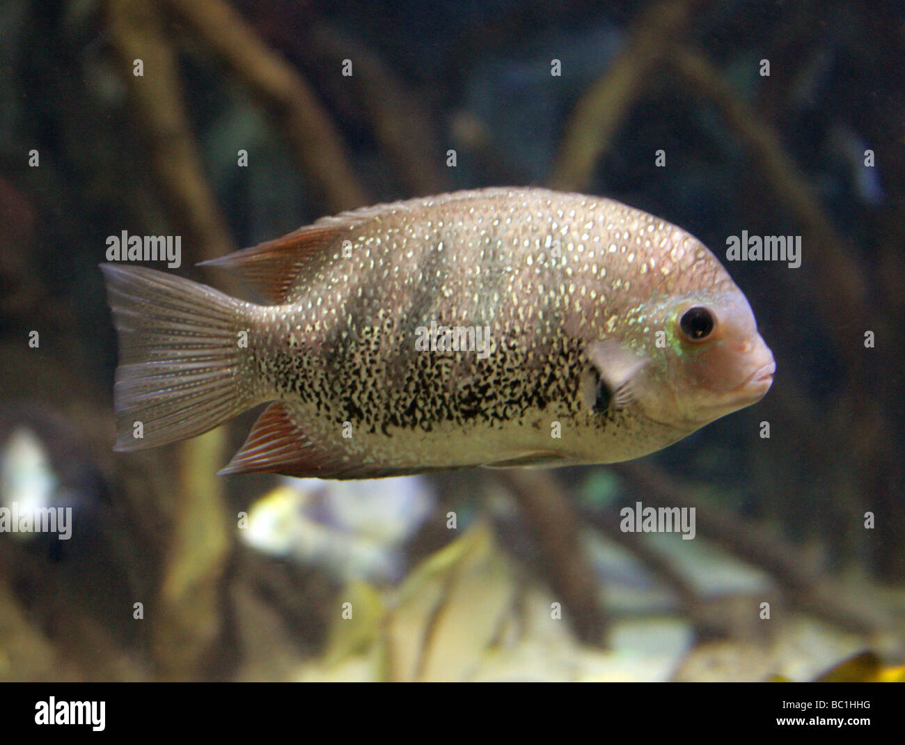 Poissons africains Banque de photographies et d’images à haute résolution - Alamy
