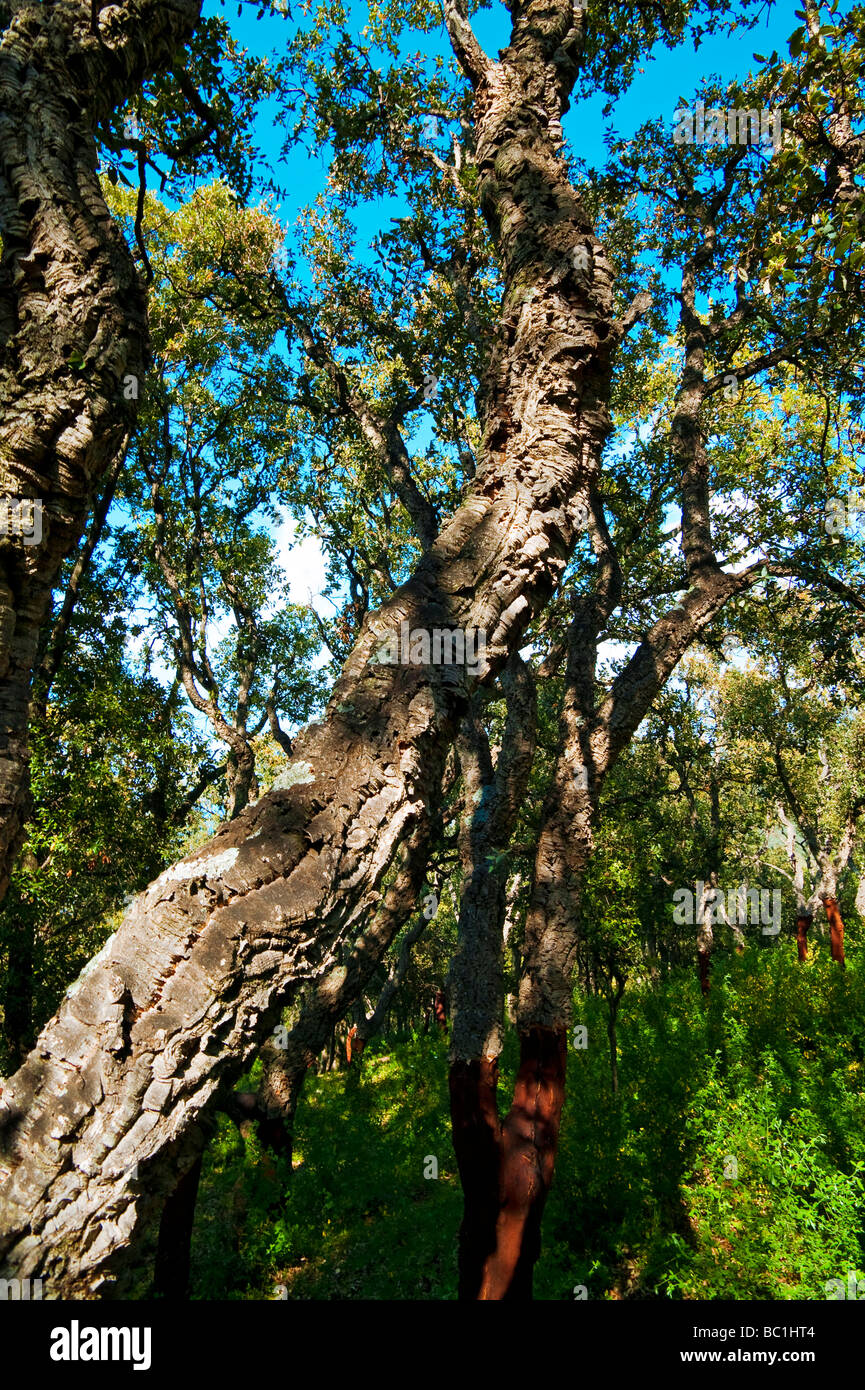 Le chêne-liège Quercus suber FORÊT DE CHIAVARI CORSE FRANCE Photo Stock ...
