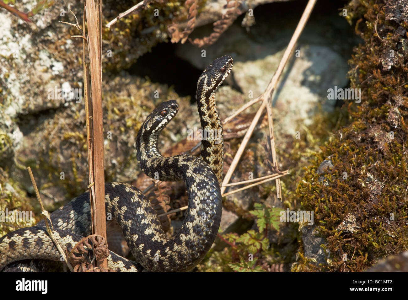 Accouplement de serpents Banque de photographies et d’images à haute ...