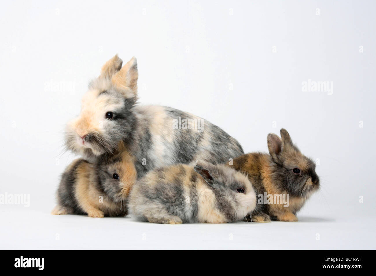 Famille de lapins Banque de photographies et d’images à haute ...