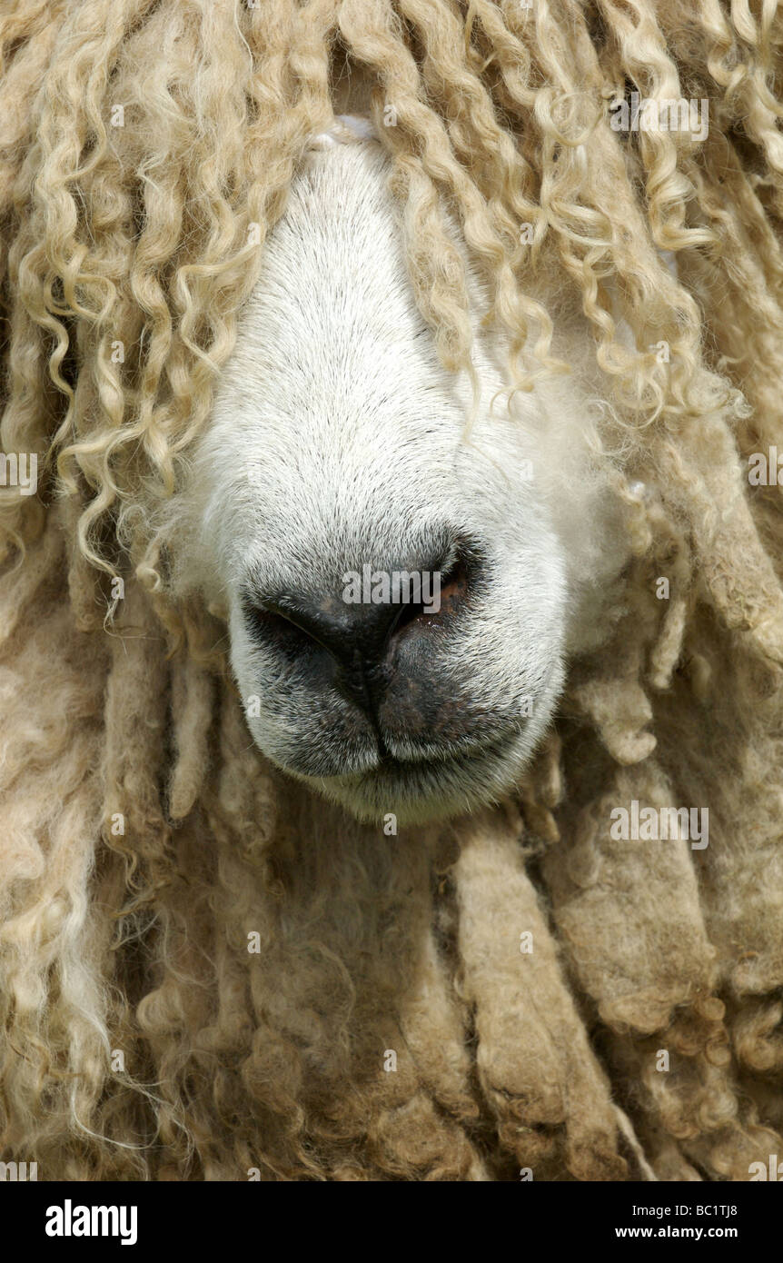 Angora goat wool Banque de photographies et d’images à haute résolution ...