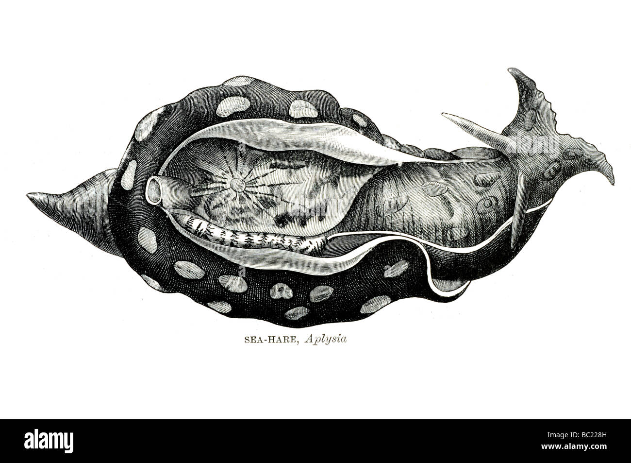 Reproduction des limaces de mer Banque de photographies et d’images à ...