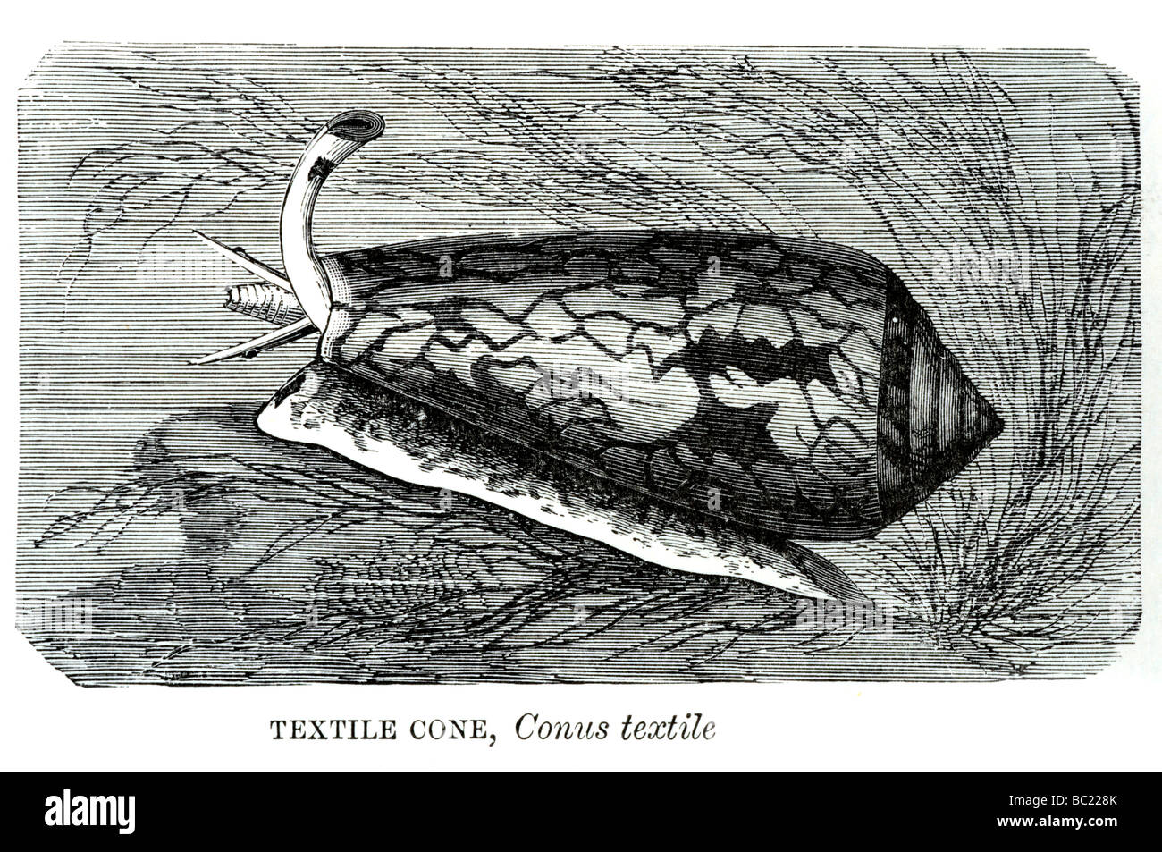 Cône textile Banque de photographies et d’images à haute résolution - Alamy