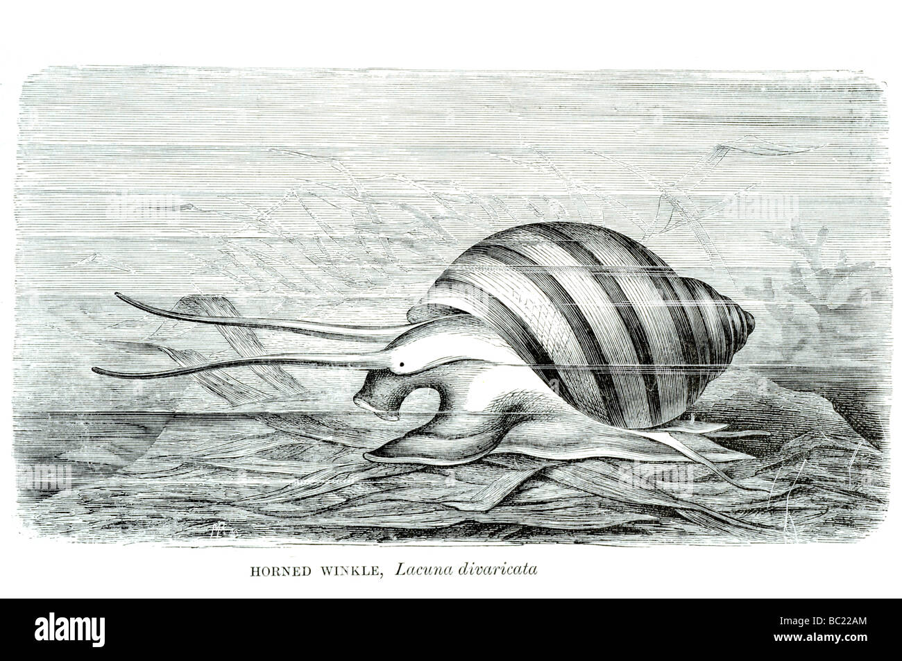 Reproduction des limaces de mer Banque de photographies et d’images à ...