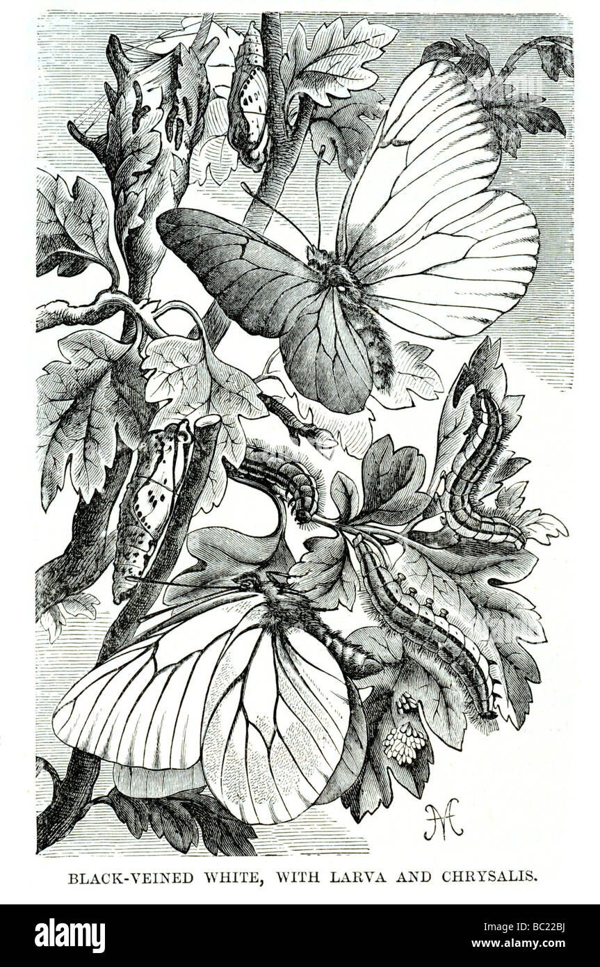 Chrysalide dessin Banque de photographies et d’images à haute ...