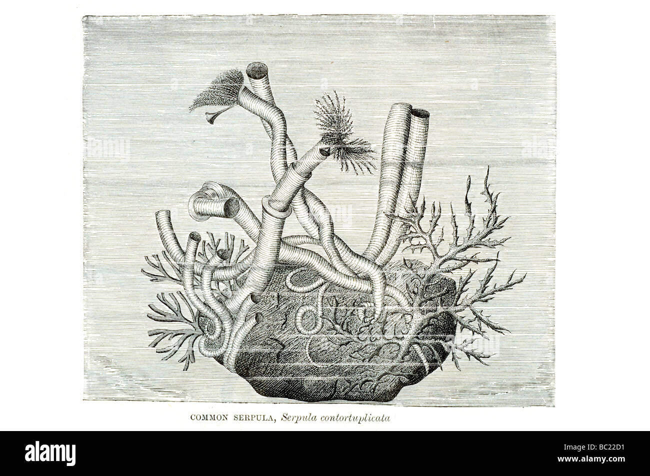 Serpula contortuplicata Banque de photographies et d’images à haute ...