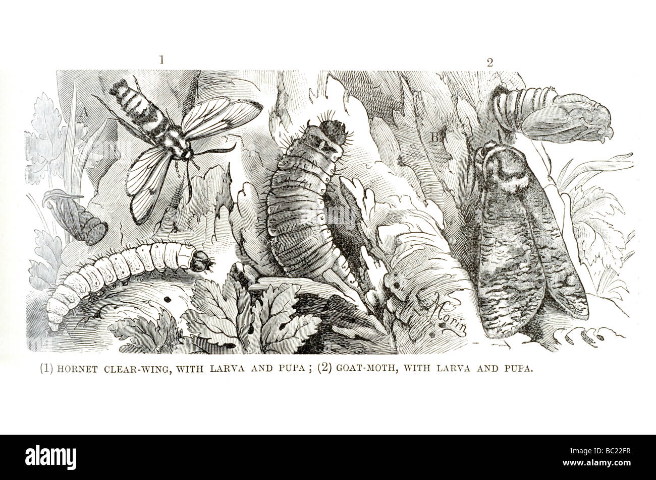 Avec l'aile claire frelon chenille et chrysalide papillon chèvre avec ...