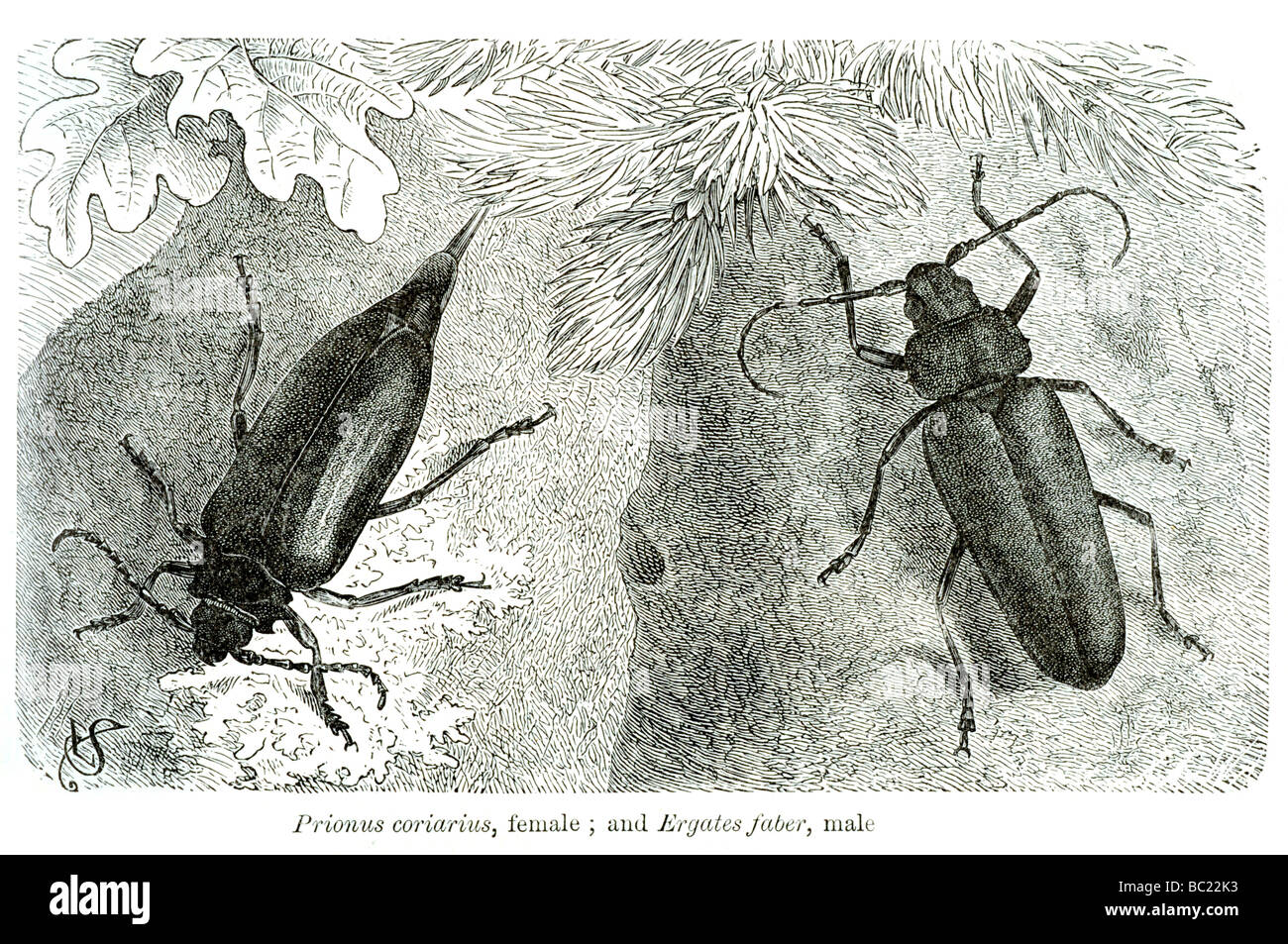 Ergates faber Banque de photographies et d’images à haute résolution ...