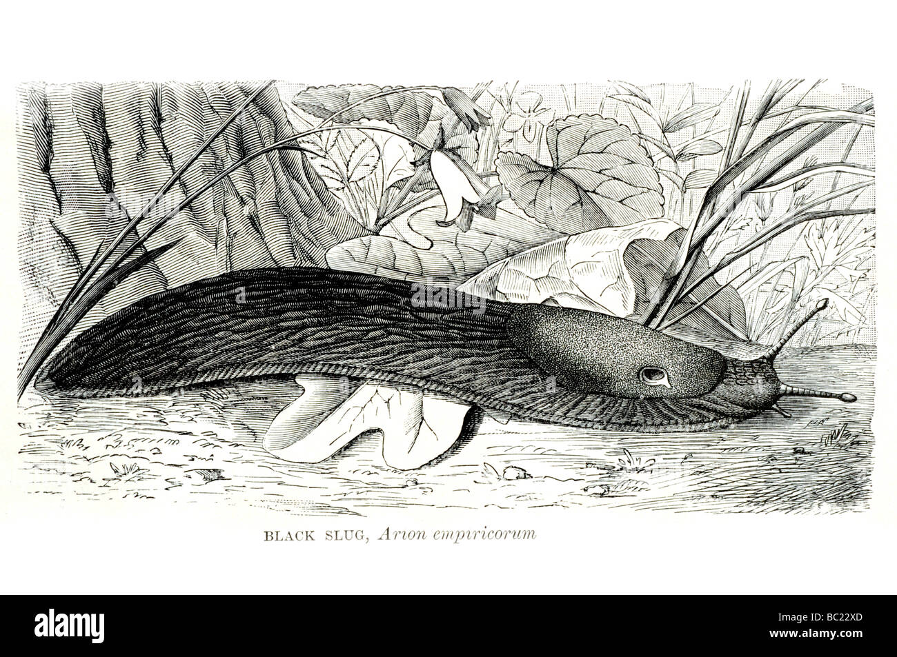 Reproduction des limaces de mer Banque de photographies et d’images à ...