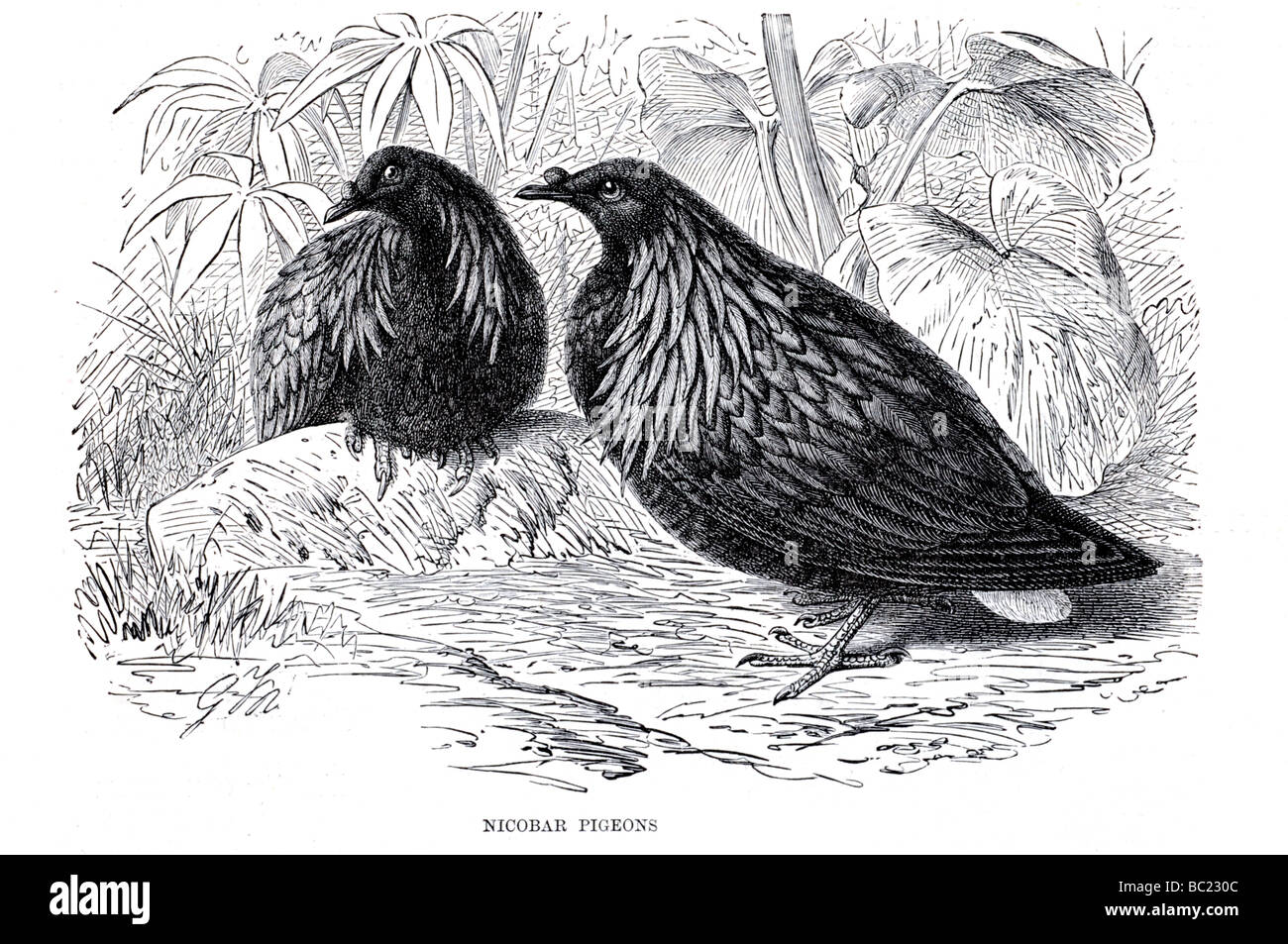 Pigeon pigeons animal oiseaux oiseaux Banque d'images détourées - Alamy