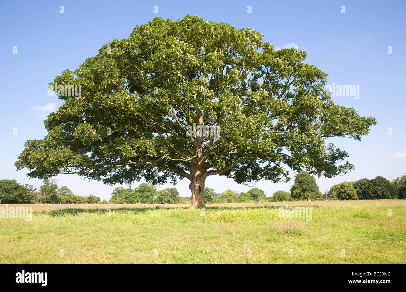 Arbre de sycomore Banque de photographies et d’images à haute ...