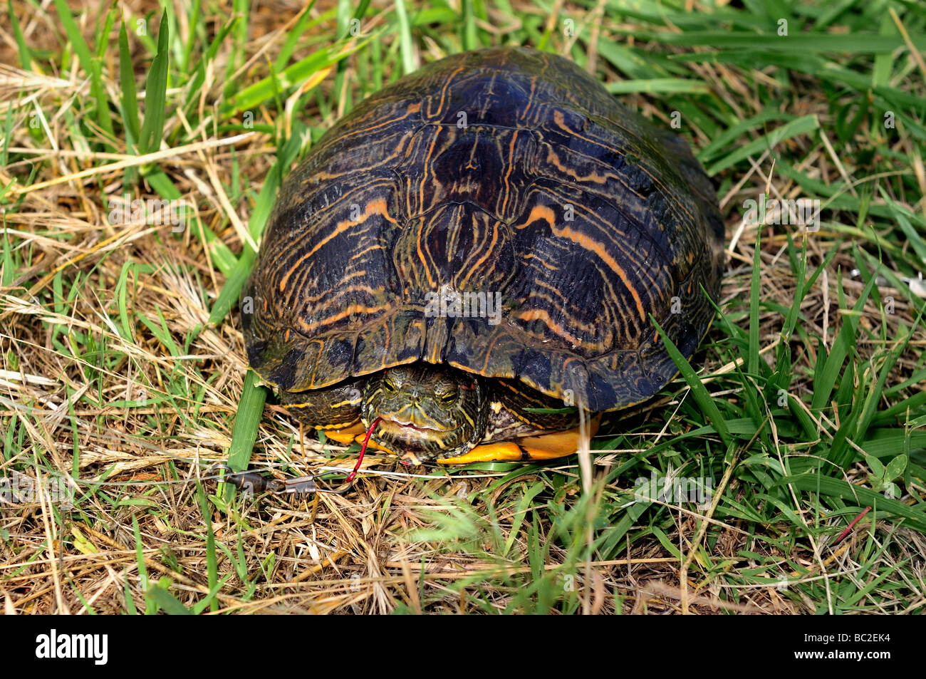 Une tortue, une tortue à oreilles rouges, Trachemys scripta elegans ...