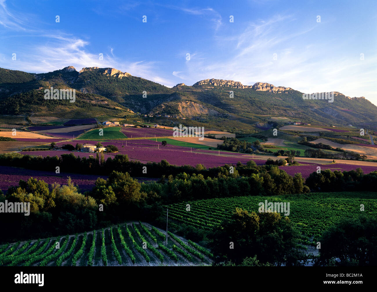 Vignoble provence Banque de photographies et d’images à haute ...