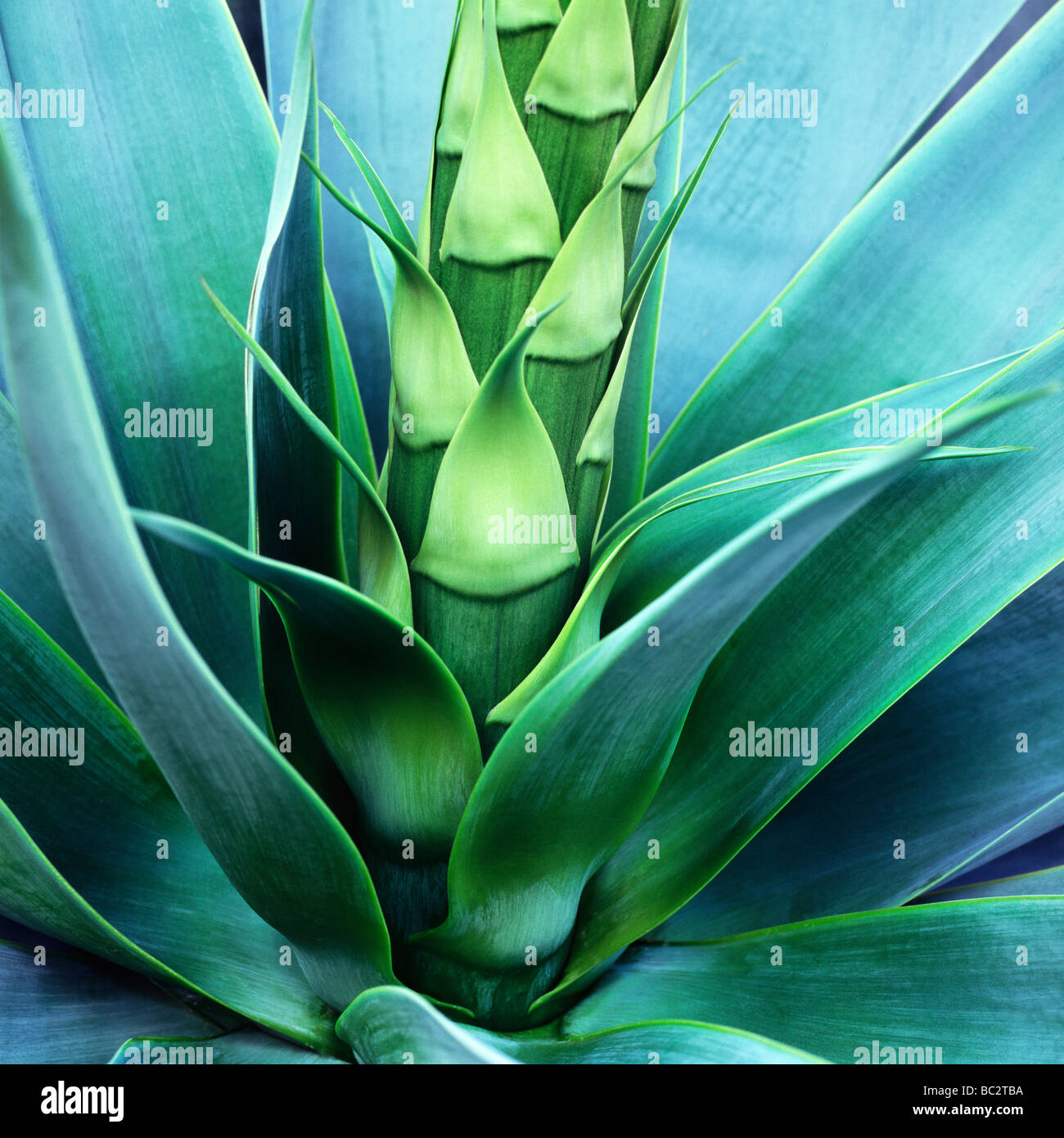Agave bleu Banque de photographies et d’images à haute résolution - Alamy