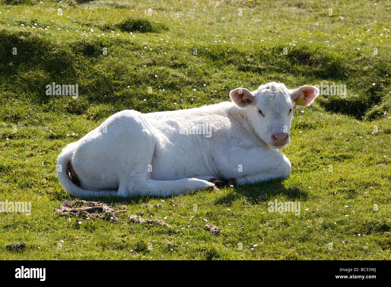 Gruinart Banque de photographies et d’images à haute résolution - Alamy