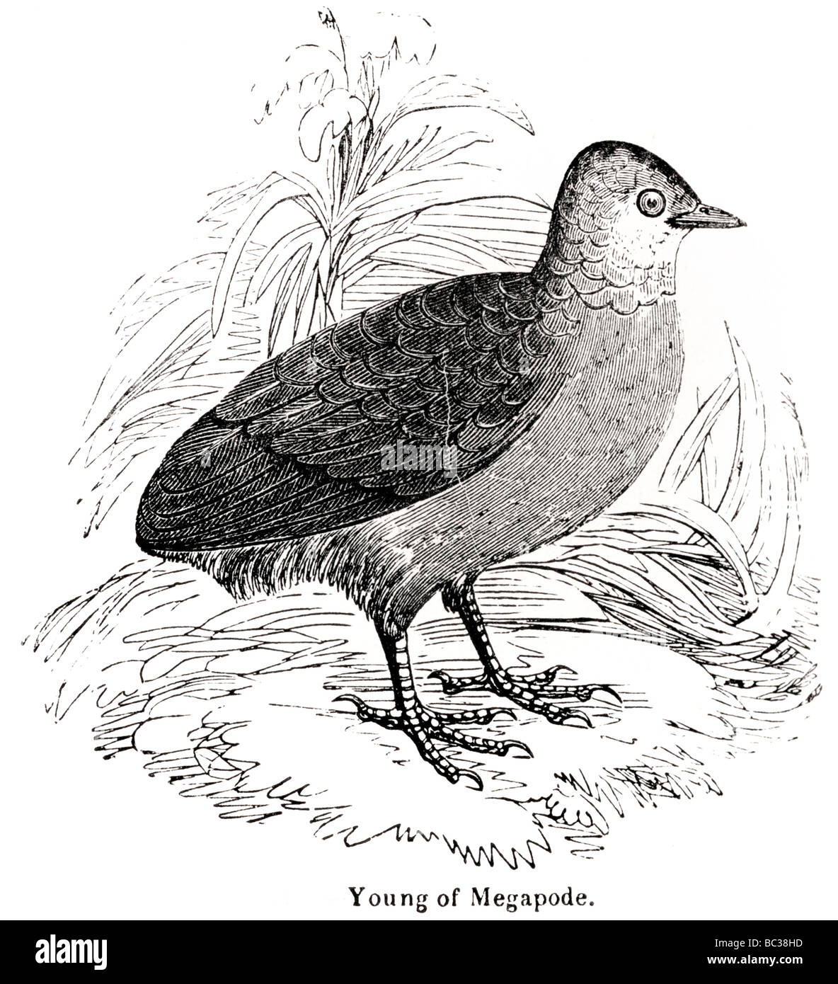 Megapode eggs Banque de photographies et d’images à haute résolution ...